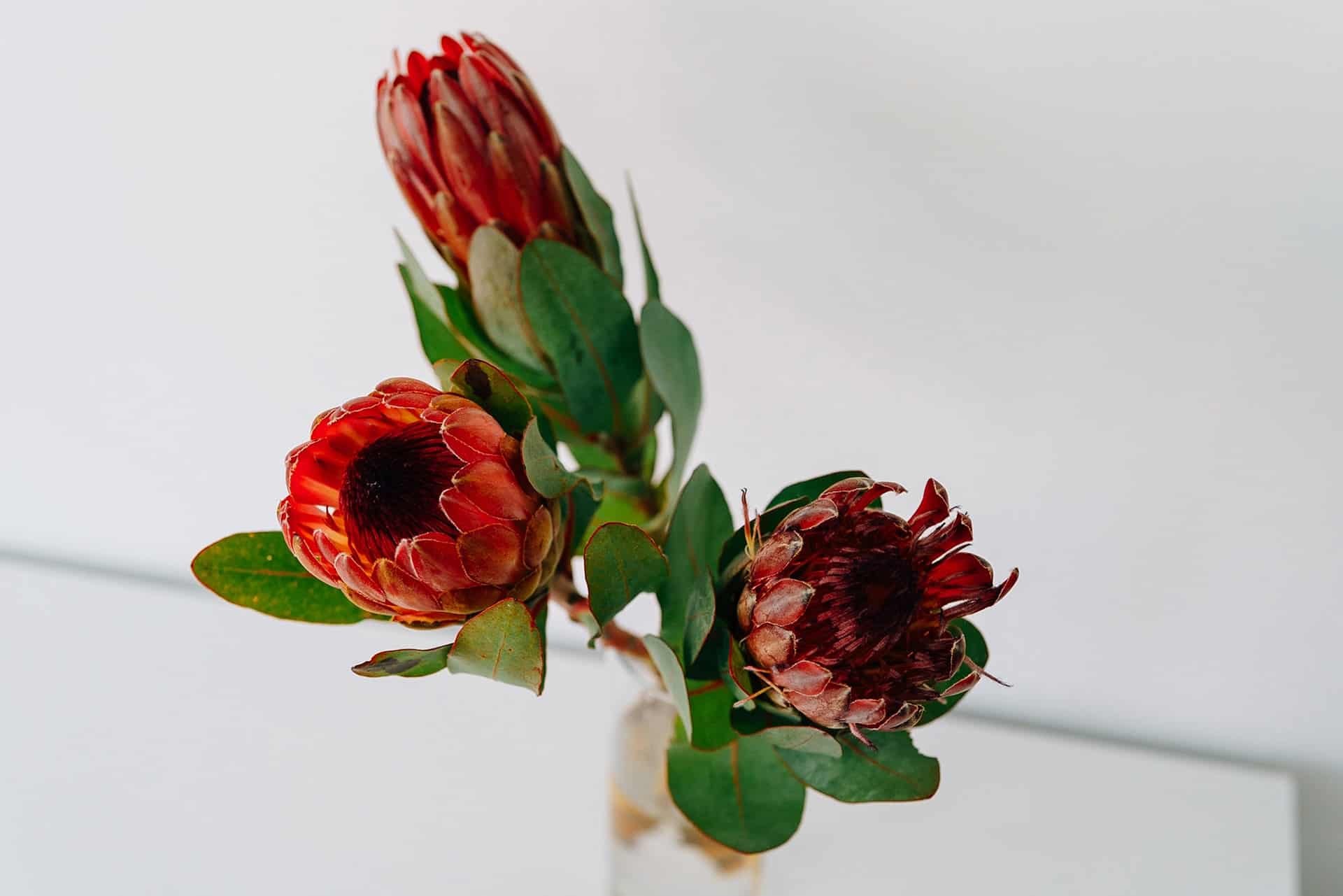 The perfect gift to say “thank you” – Pampered Pup Luxury Resort